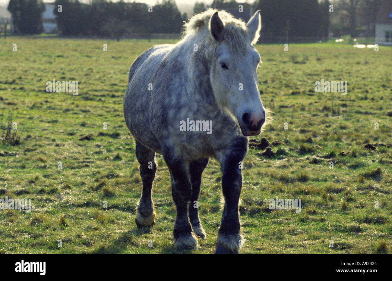 Percherons hi-res stock photography and images - Alamy