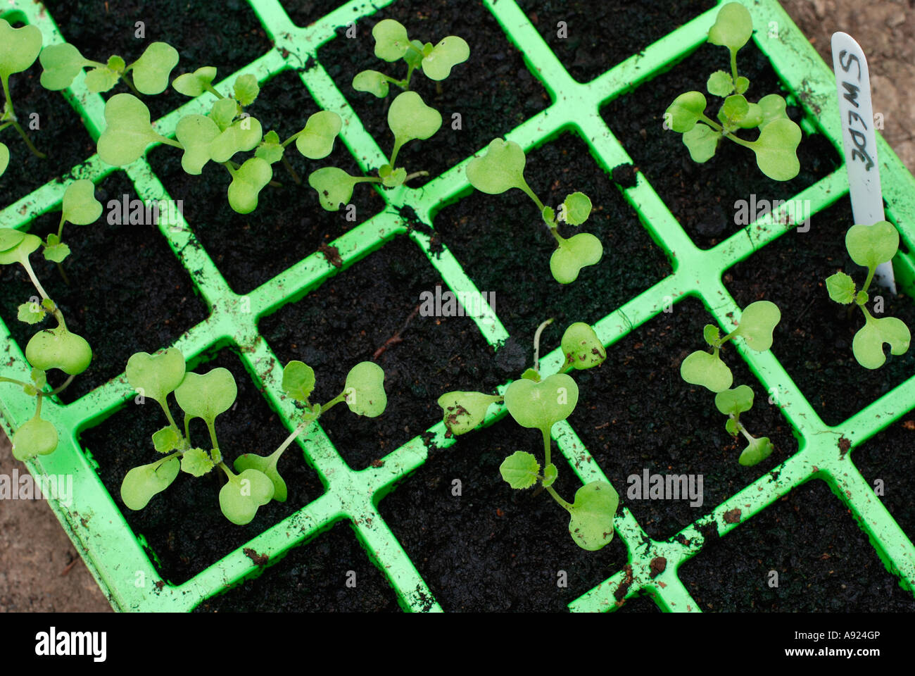 Swede seedlings hi-res stock photography and images - Alamy