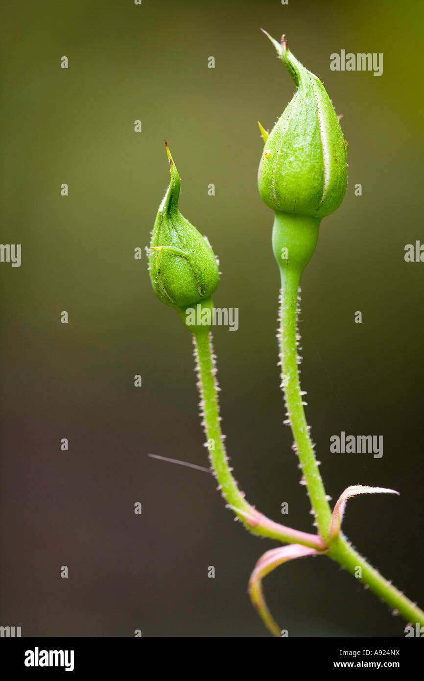 Green Flower Bud Stock Photo - Alamy
