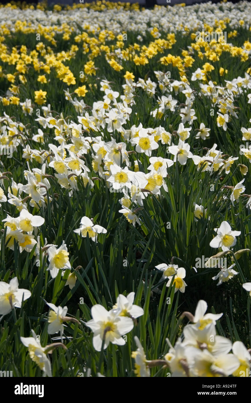 Field of daffodils in early spring Stock Photo - Alamy