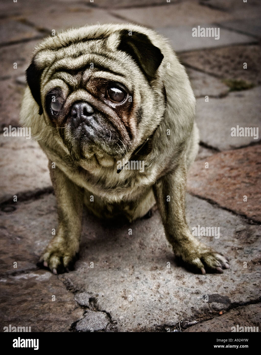 a sad dog Stock Photo - Alamy