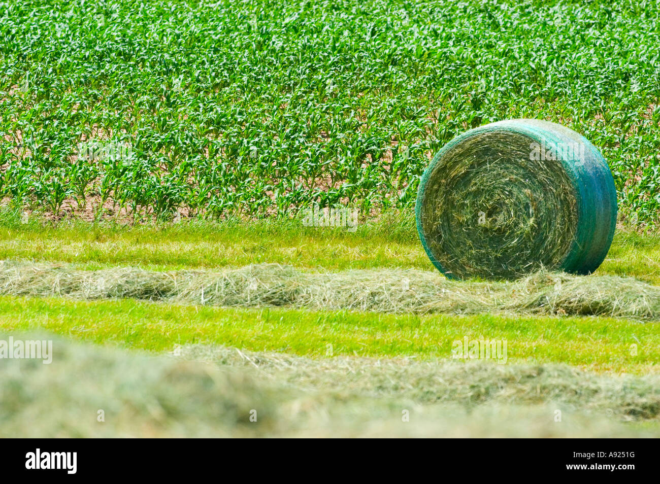 Round Hay Bail Stock Photo - Alamy