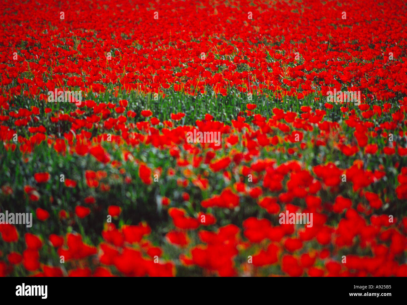 Russian Poppy field Stock Photo - Alamy
