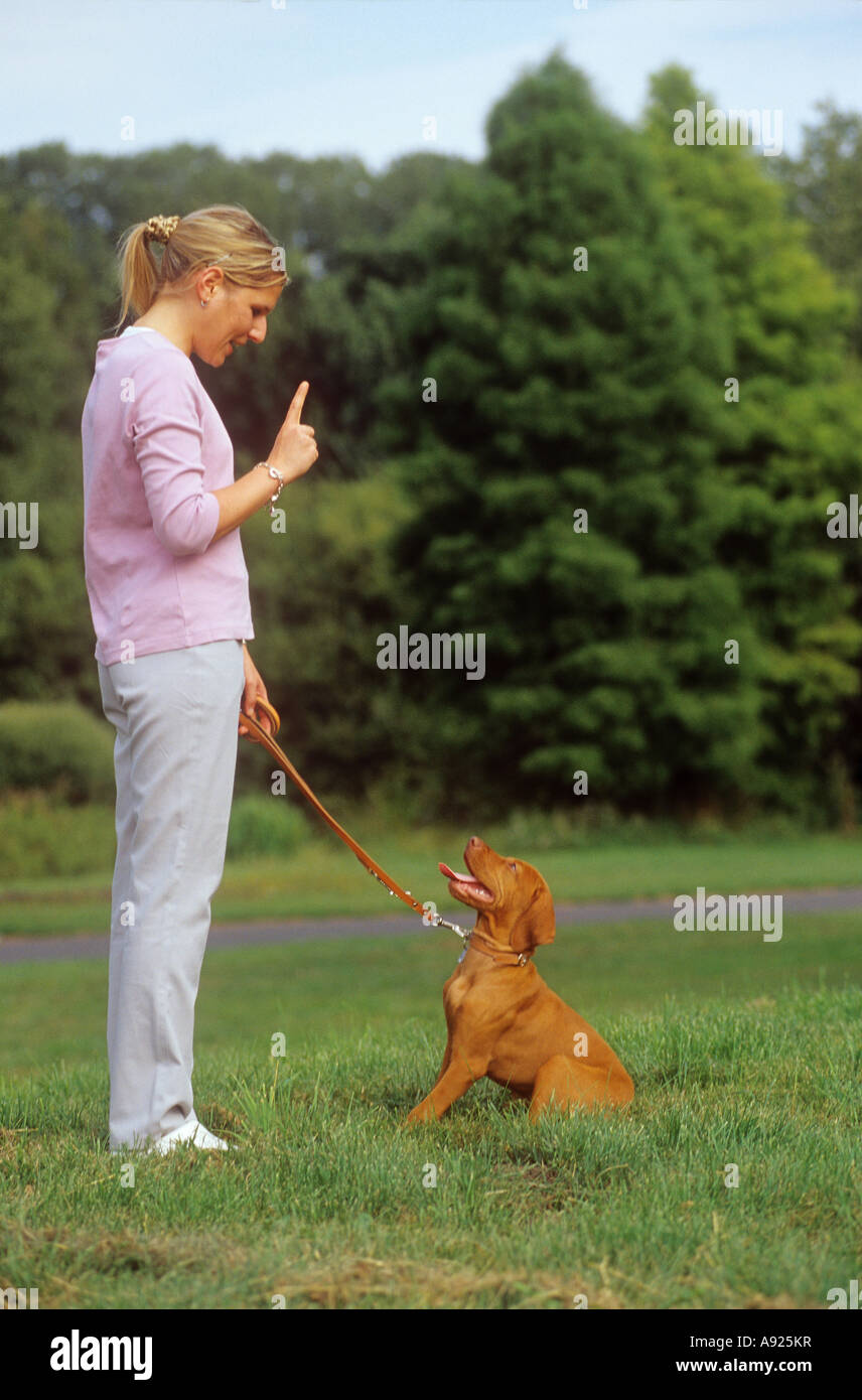 dog education : puppy - "sit down Stock Photo - Alamy