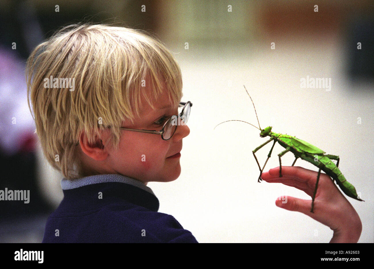 Scottish insects hi-res stock photography and images - Alamy