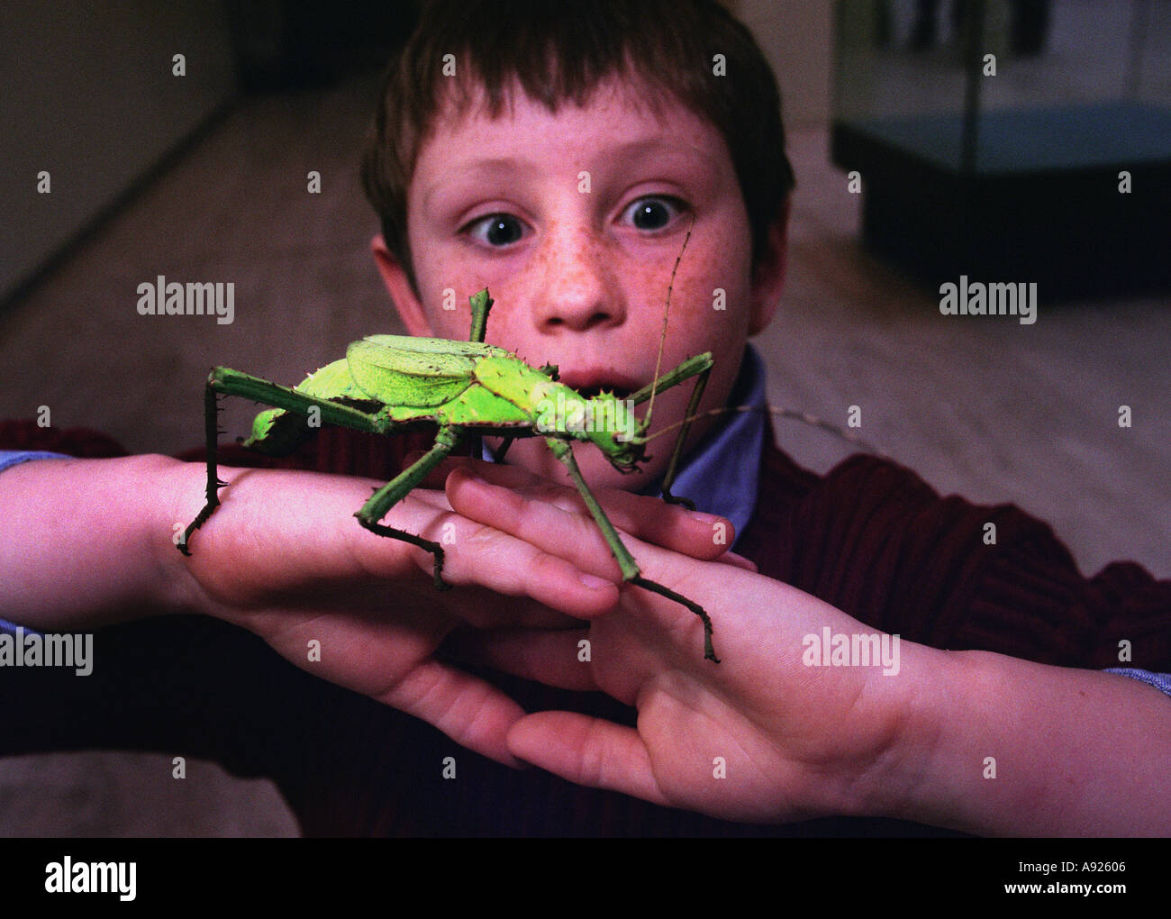 Insect natural history hi-res stock photography and images - Alamy