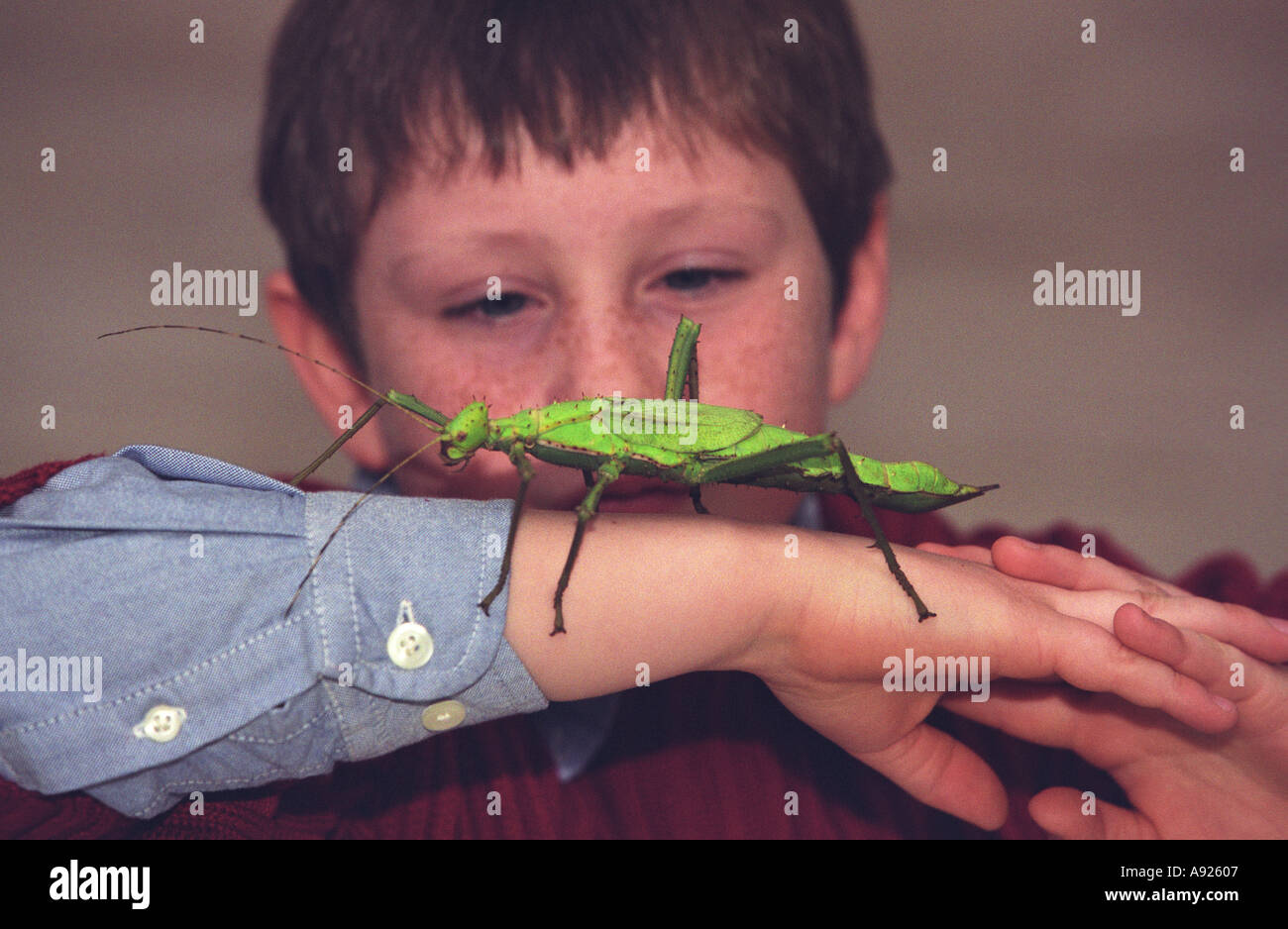 Insect natural history hi-res stock photography and images - Alamy