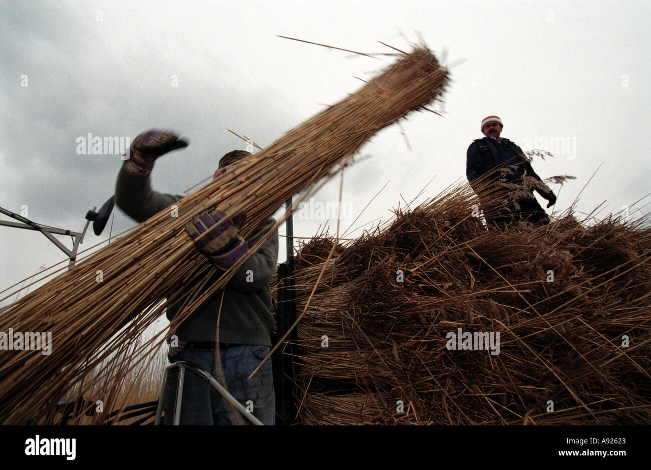 Harvesting Reed Beds on the River Tay near Dundee Scotland The Reeds ...