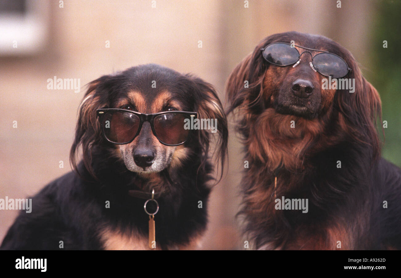 Film Star Dogs Stock Photo - Alamy