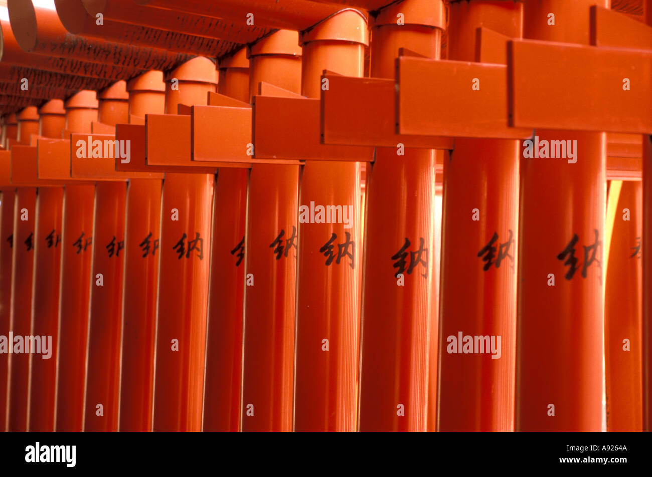 Group of vermilion torii, or Shinto shrine gates, lined up in a neat ...