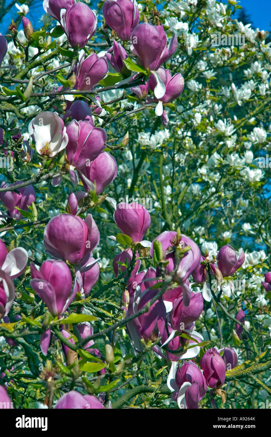 Paris, FRANCE, Nature in Park Springtime Pink Magnolia, Trees Flowers ...
