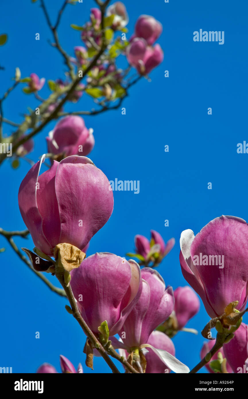 Spring magnolia tree urban park hi-res stock photography and images - Alamy
