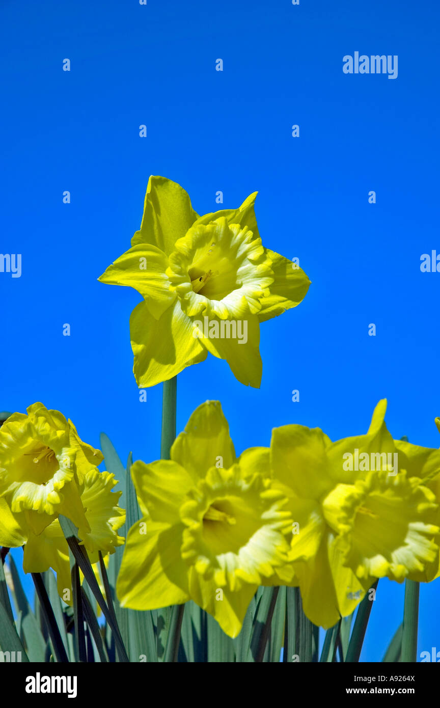 Nature Spring Yellow Daffodil Flowers, Detail Against Blue Sky, Outside ...