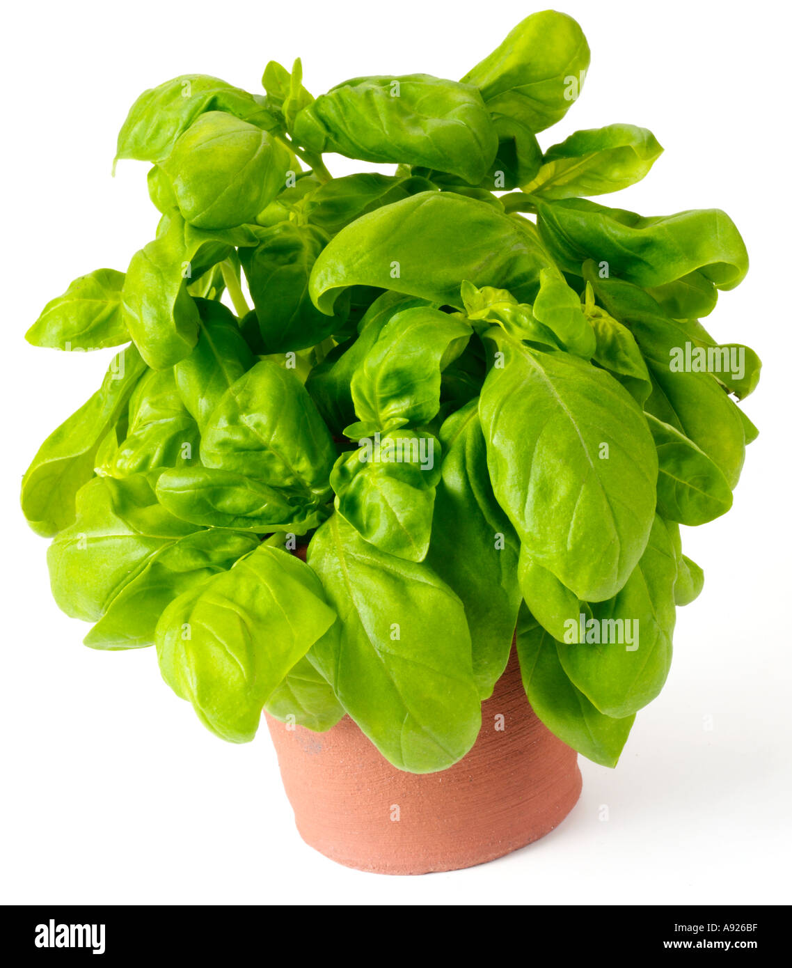 Basil plant pot hi-res stock photography and images - Alamy