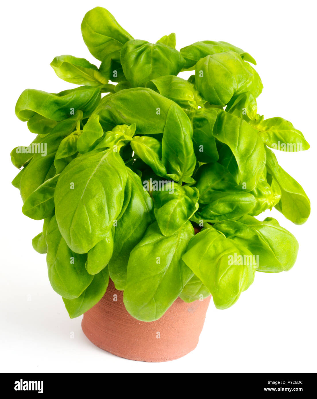 Plant with pot hi-res stock photography and images - Alamy