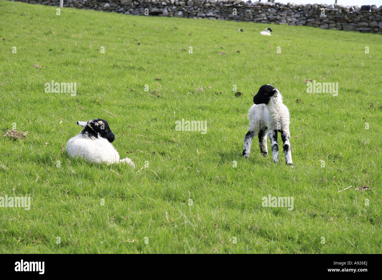 Lambs frolic in a field in Swaledale Yorkshire Stock Photo - Alamy