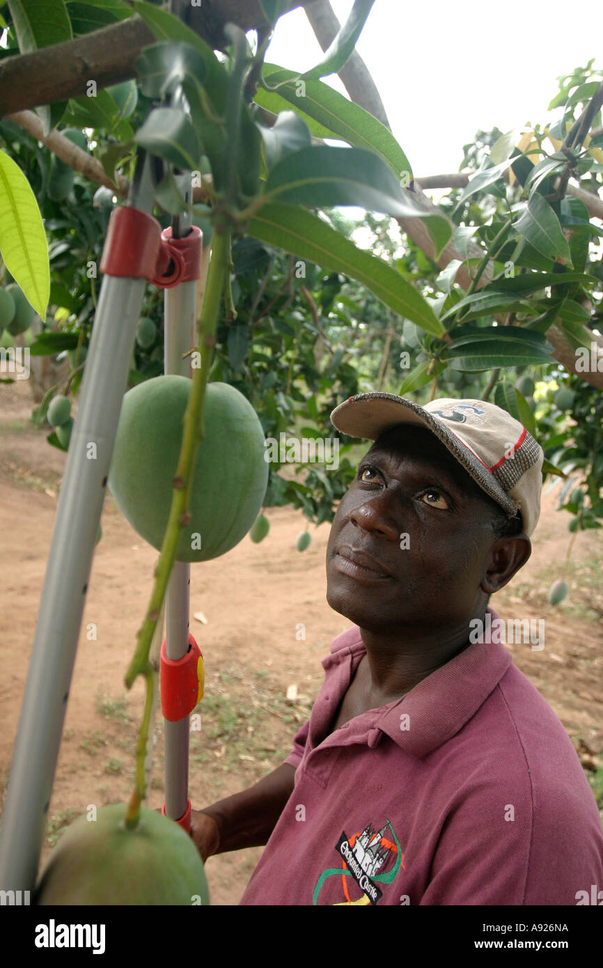 Farm worker pruning mango tree Stock Photo - Alamy