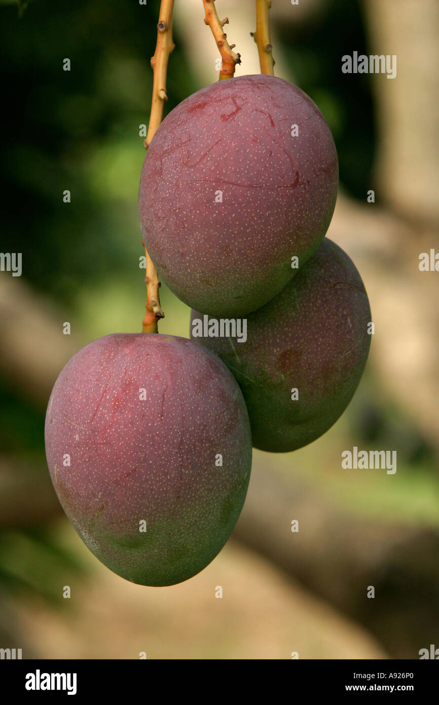 Mangoes on tree hi-res stock photography and images - Alamy