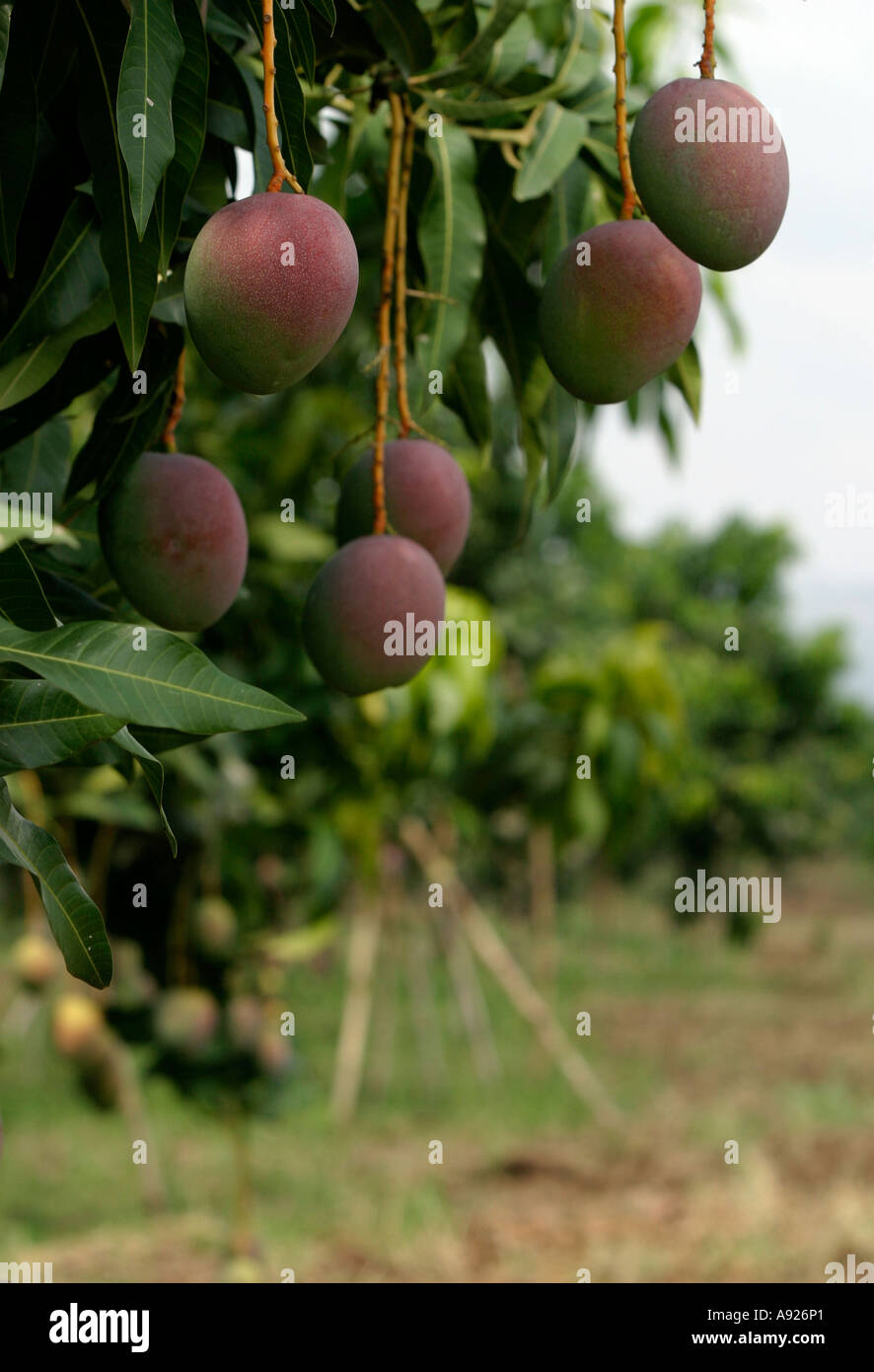 Mangoes on tree Stock Photo - Alamy