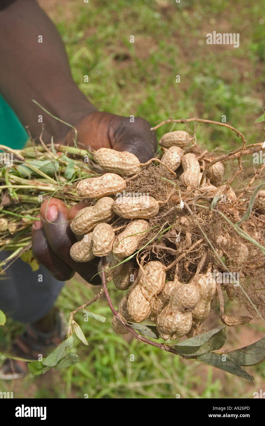 Peanut farming africa hi-res stock photography and images - Alamy