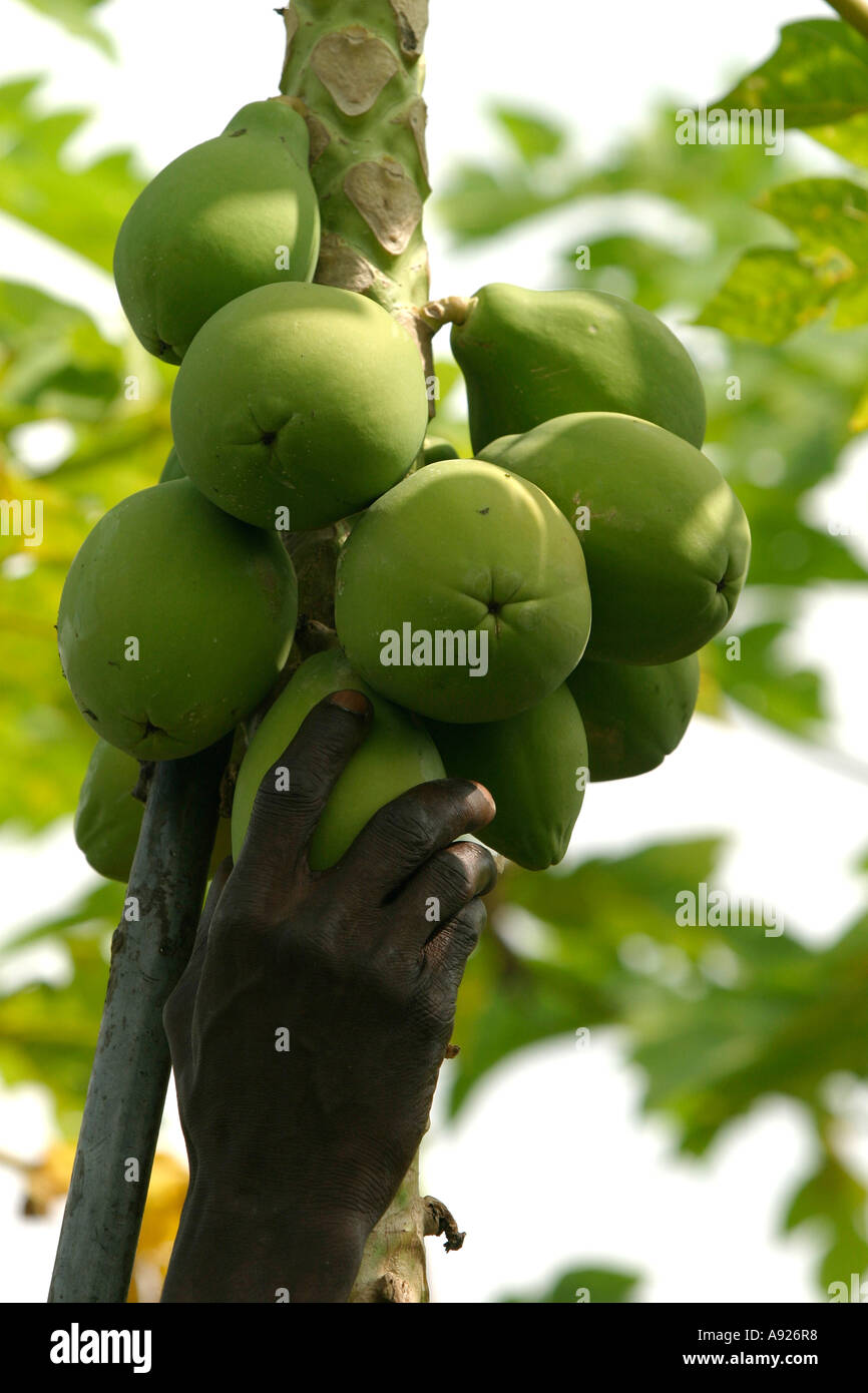 Hand picking papayas on farm in Ghana West Africa Stock Photo - Alamy