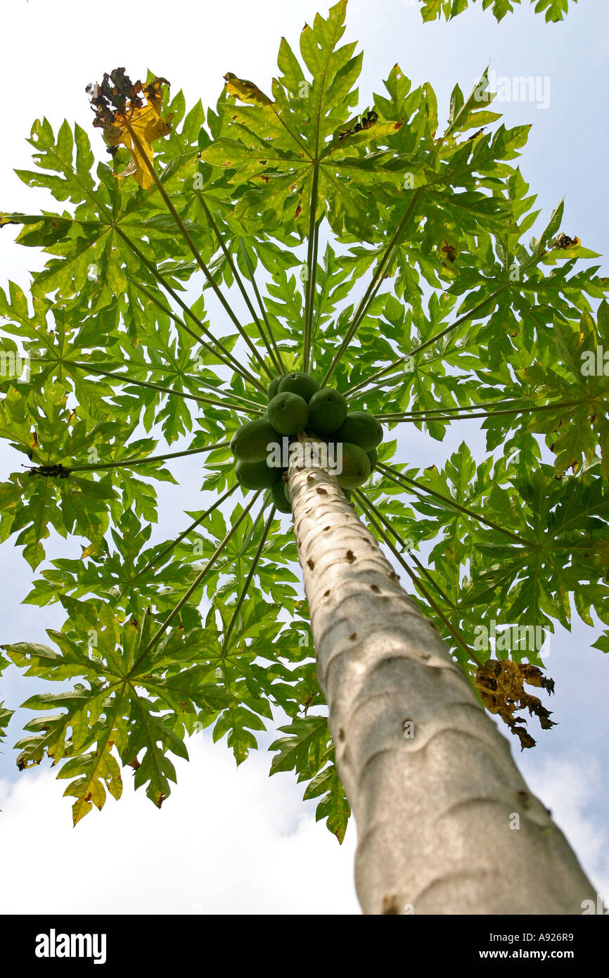 Papaya trees africa hi-res stock photography and images - Alamy