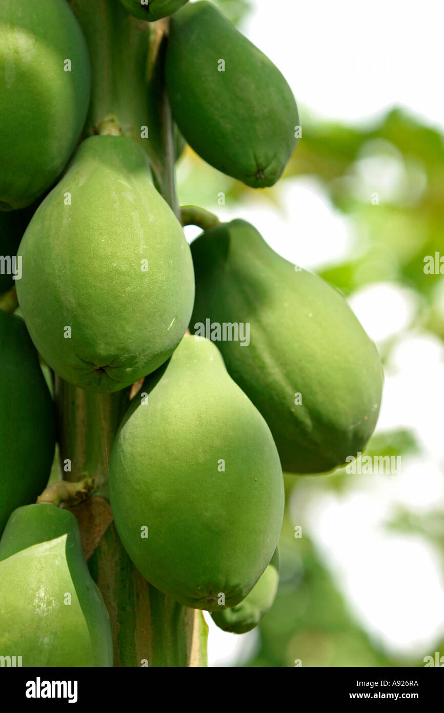 Golden papaya hi-res stock photography and images - Alamy