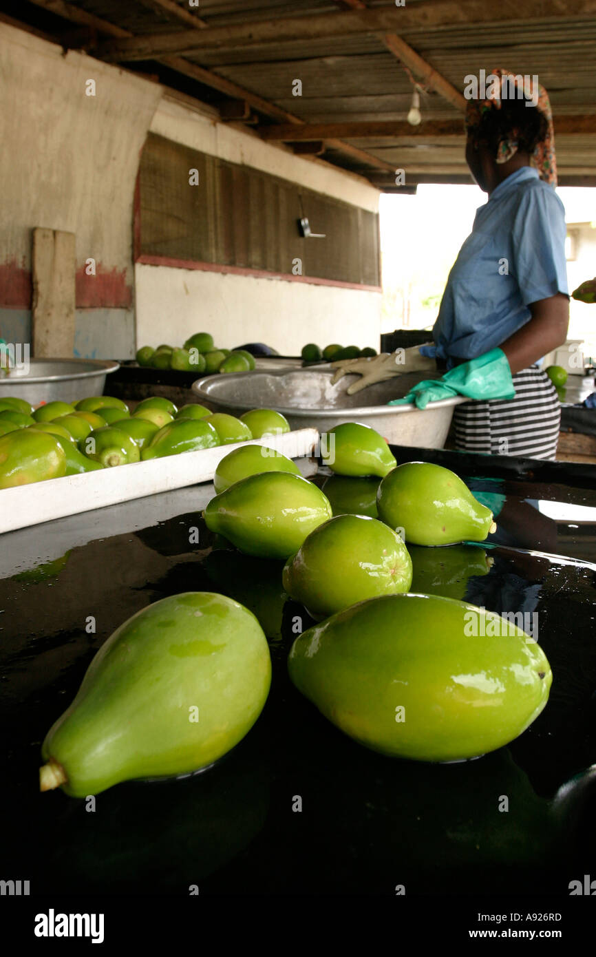 Washing produce factory hi-res stock photography and images - Alamy