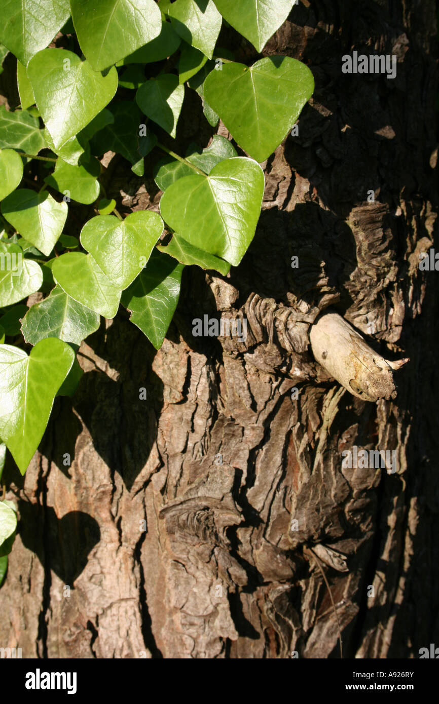 ivy growing on tree in Belleek woods, Ballina, County Mayo, Ireland ...