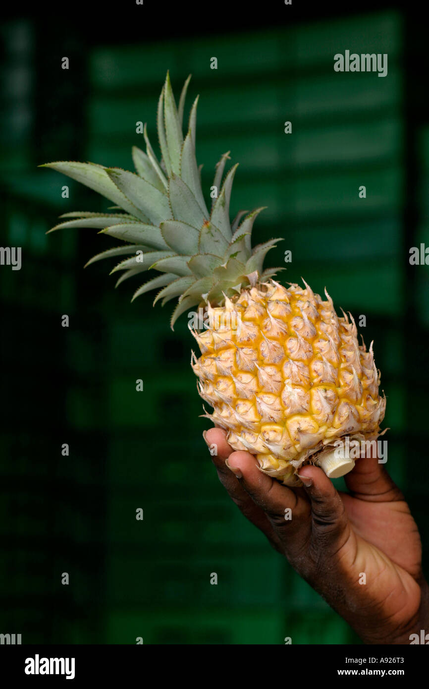 Queen Victoria variety pineapple ready for export Ghana West Africa ...