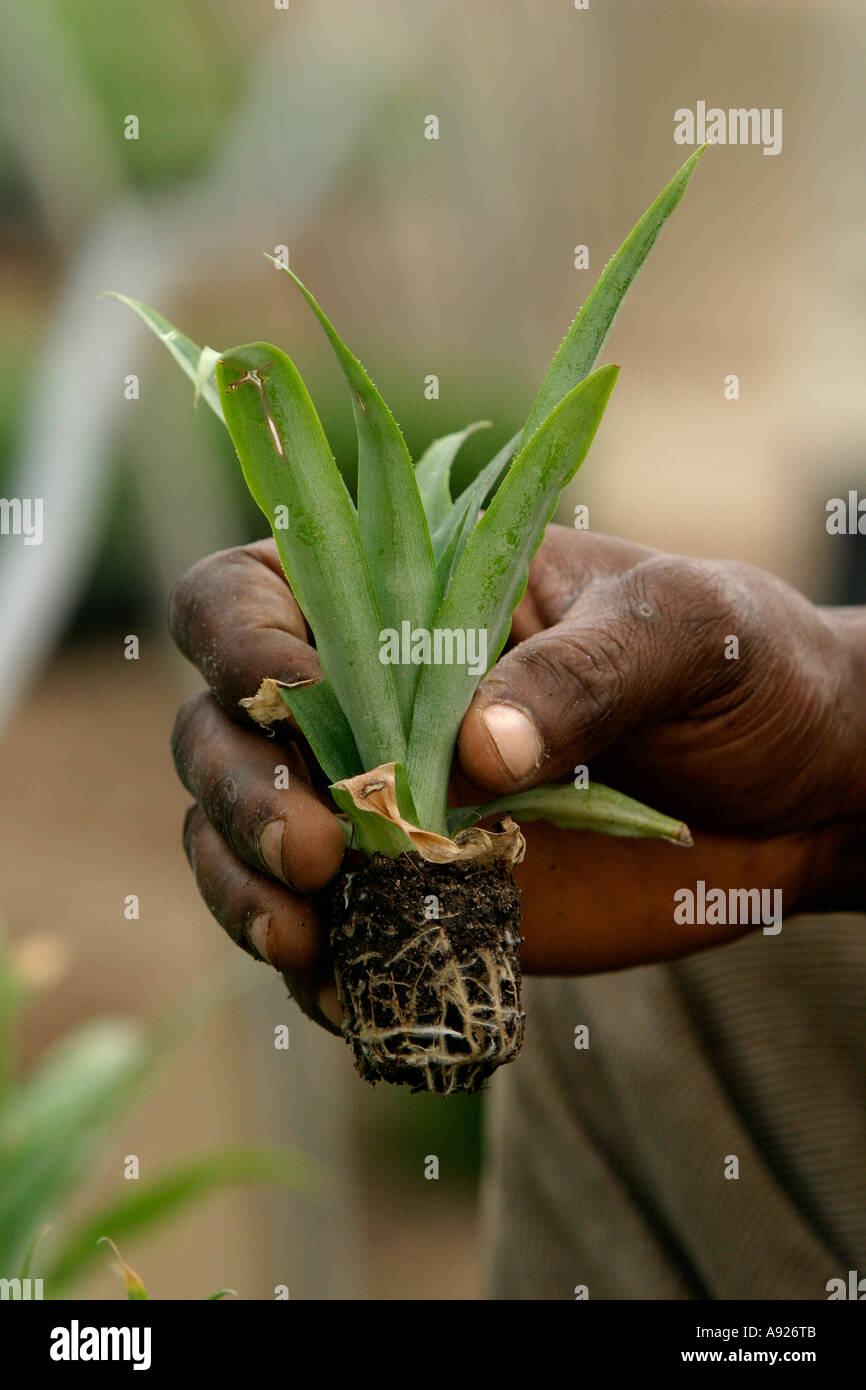 Pineapple farming west africa hi-res stock photography and images - Alamy
