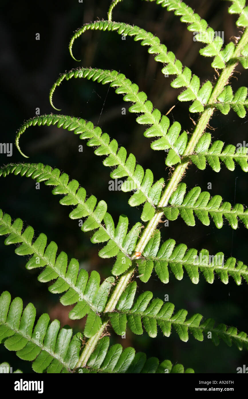 fern leaf in Belleek woods, Ballina, County Mayo, Ireland Stock Photo ...