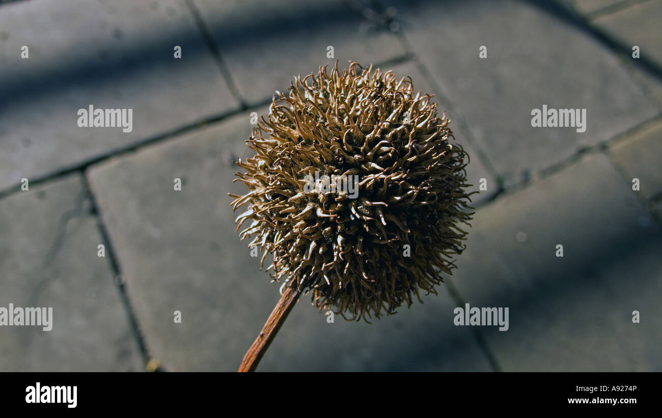 Fruit of the London Plane tree Stock Photo - Alamy