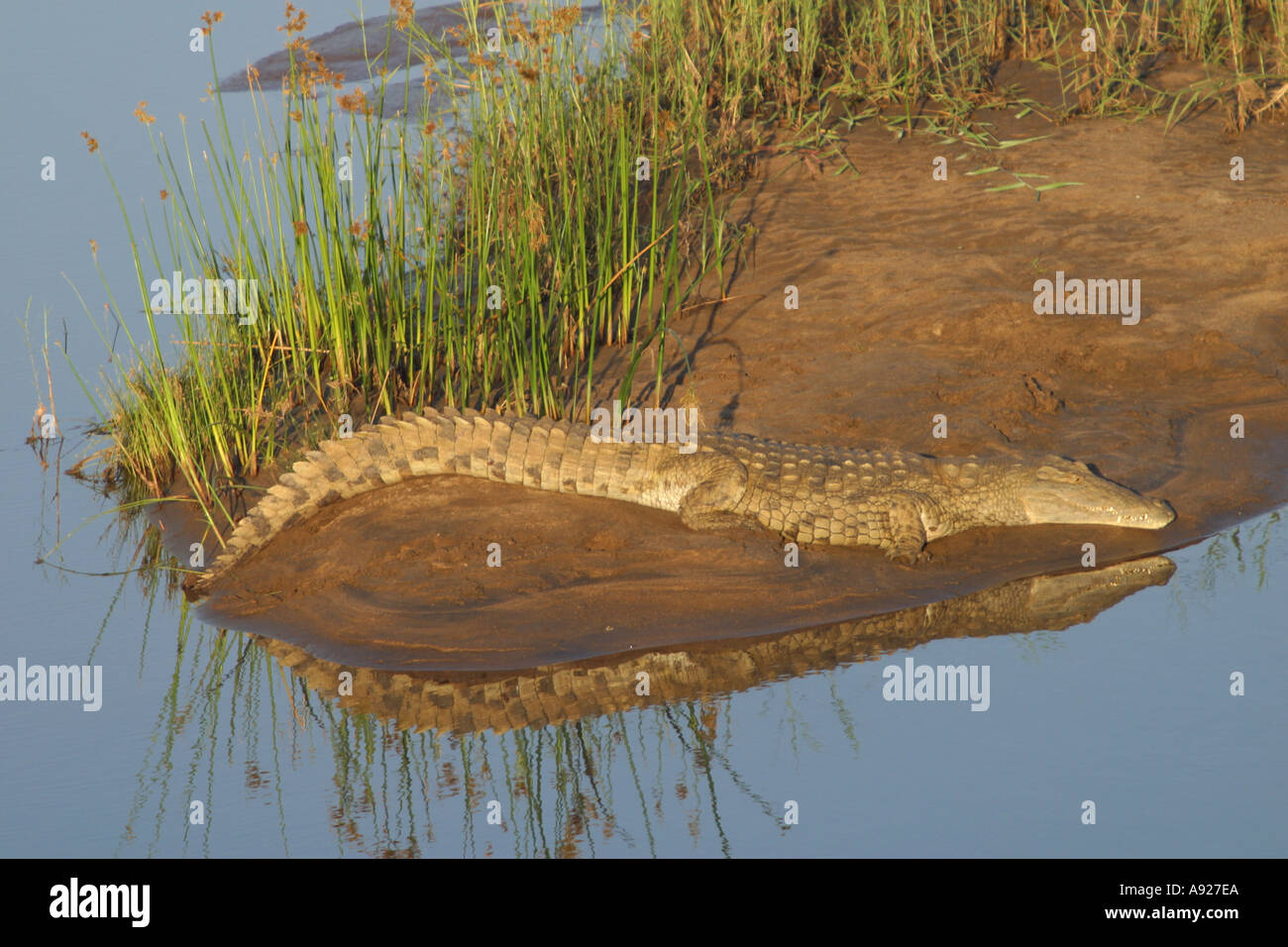 crocodile sun basking Stock Photo - Alamy