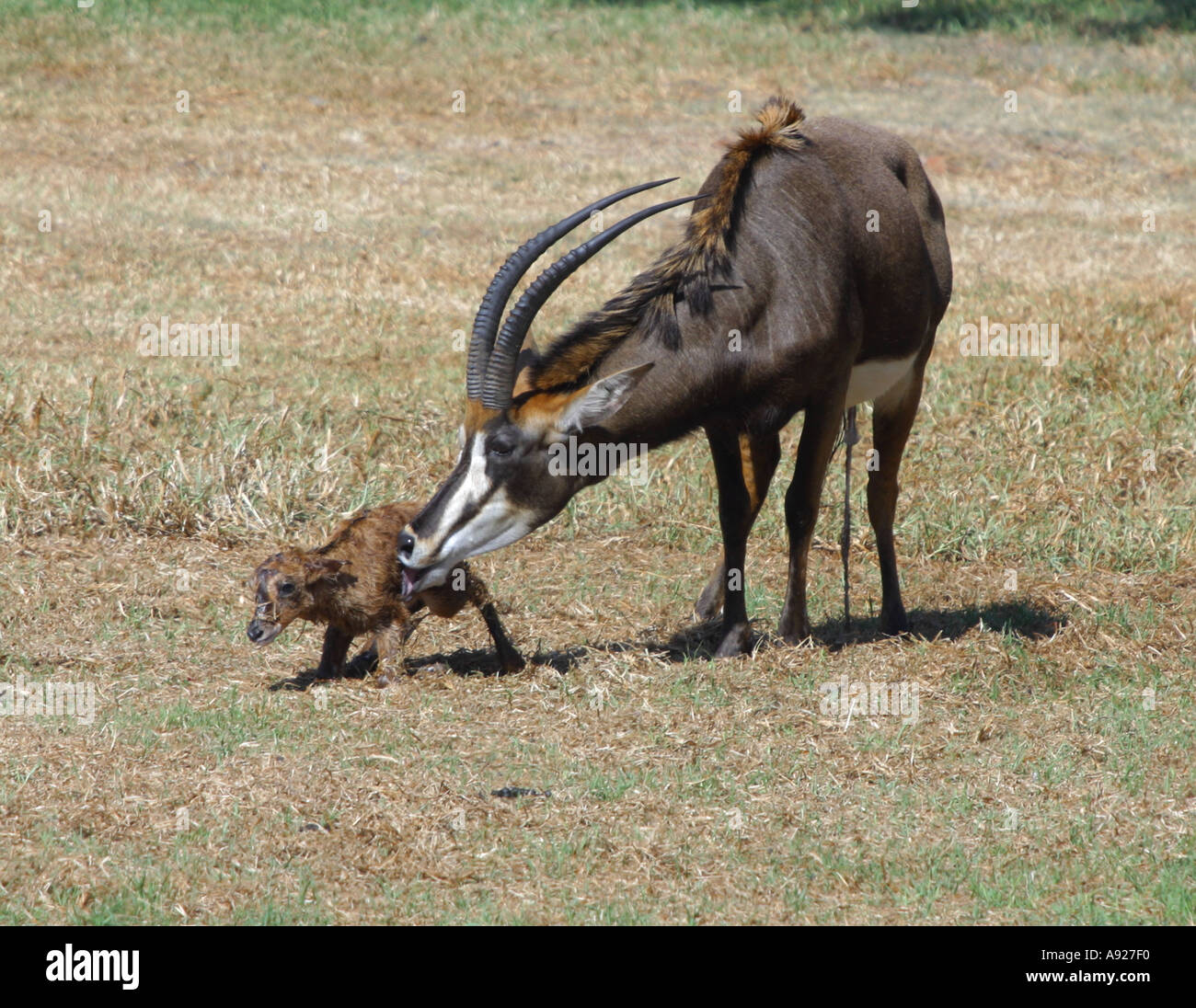 sable antelope with new born Stock Photo - Alamy