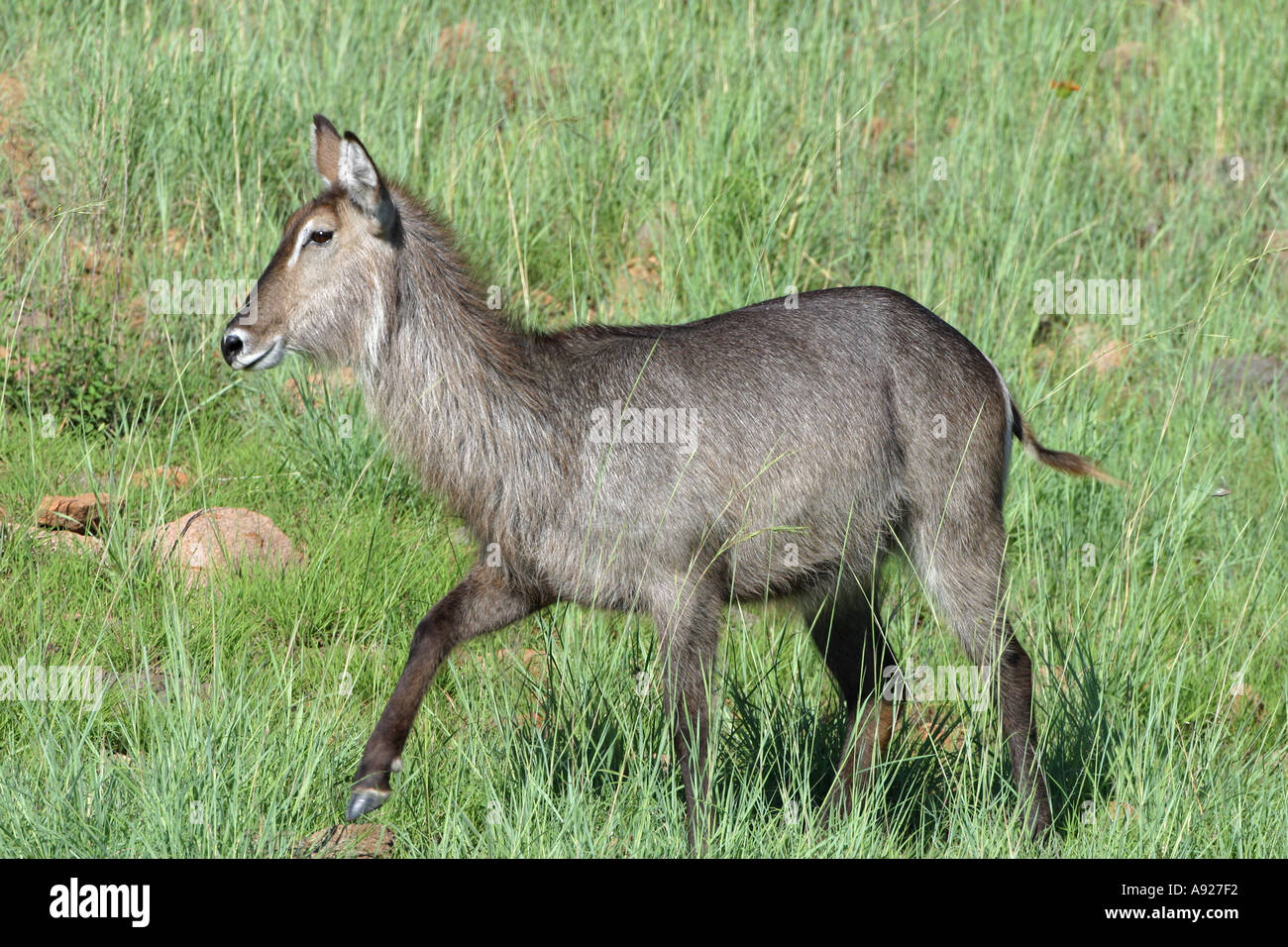 Waterbuck walking hi-res stock photography and images - Alamy