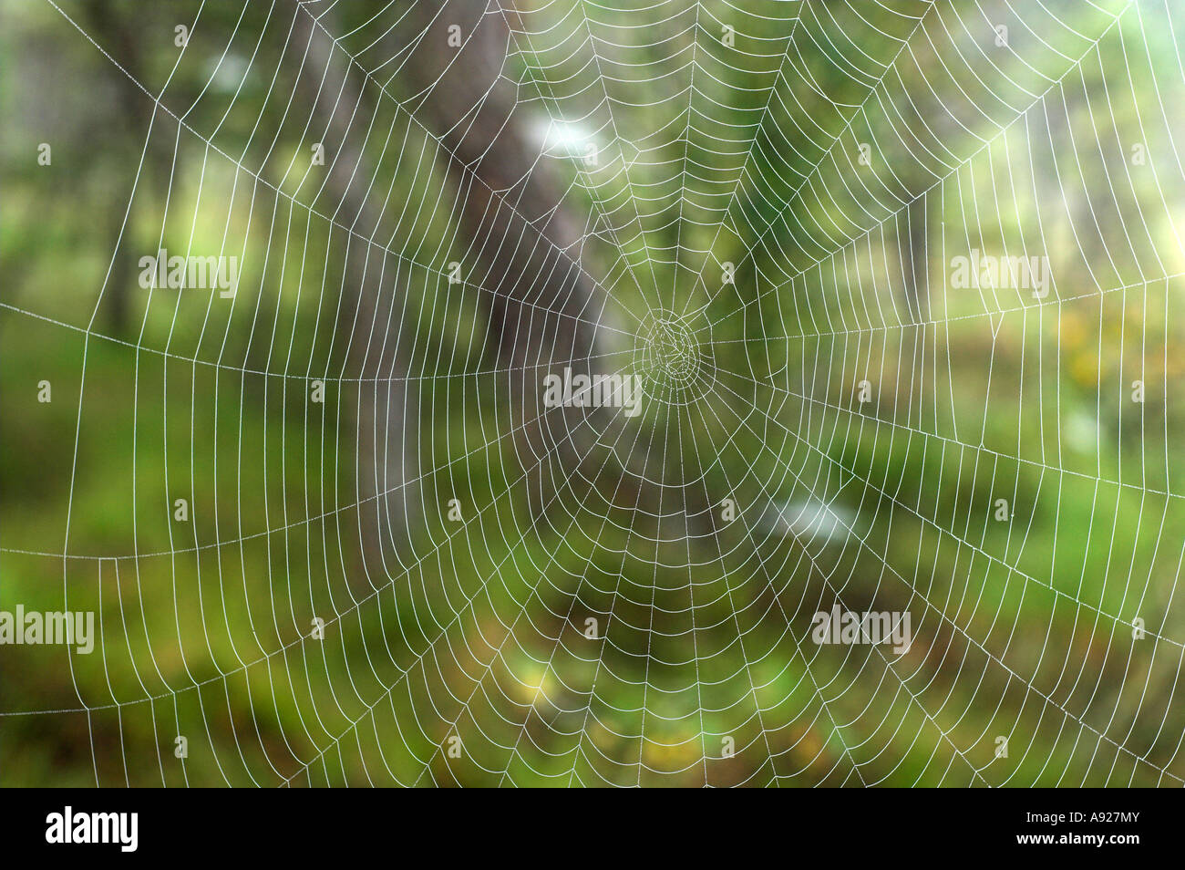 Spiderweb in the forest Stock Photo - Alamy