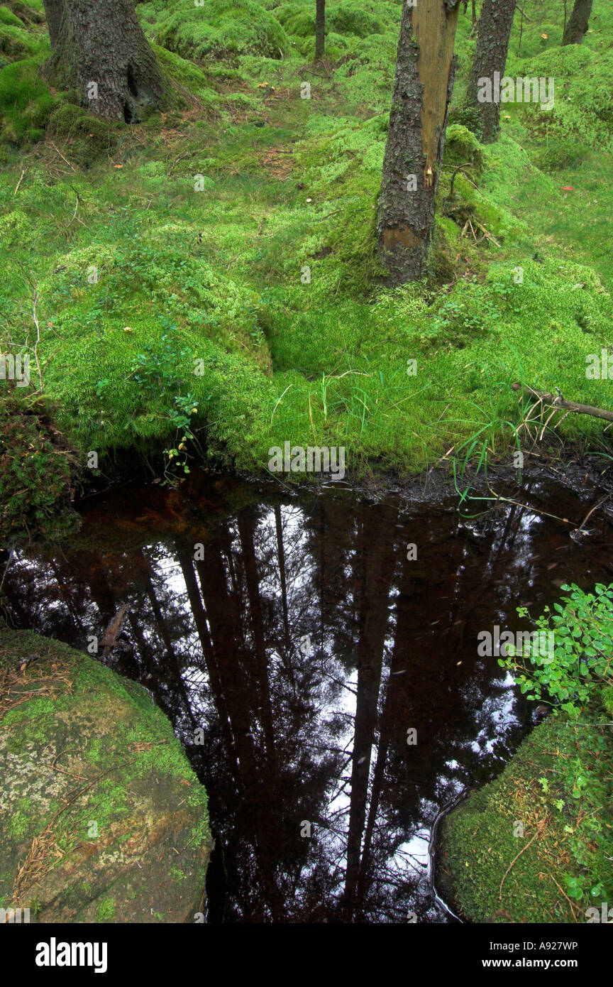 Water source inside old forest. Sweden Stock Photo - Alamy