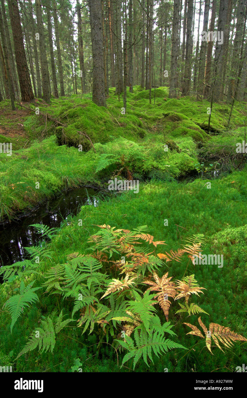 Ferns growing in old forest, Sweden Stock Photo - Alamy