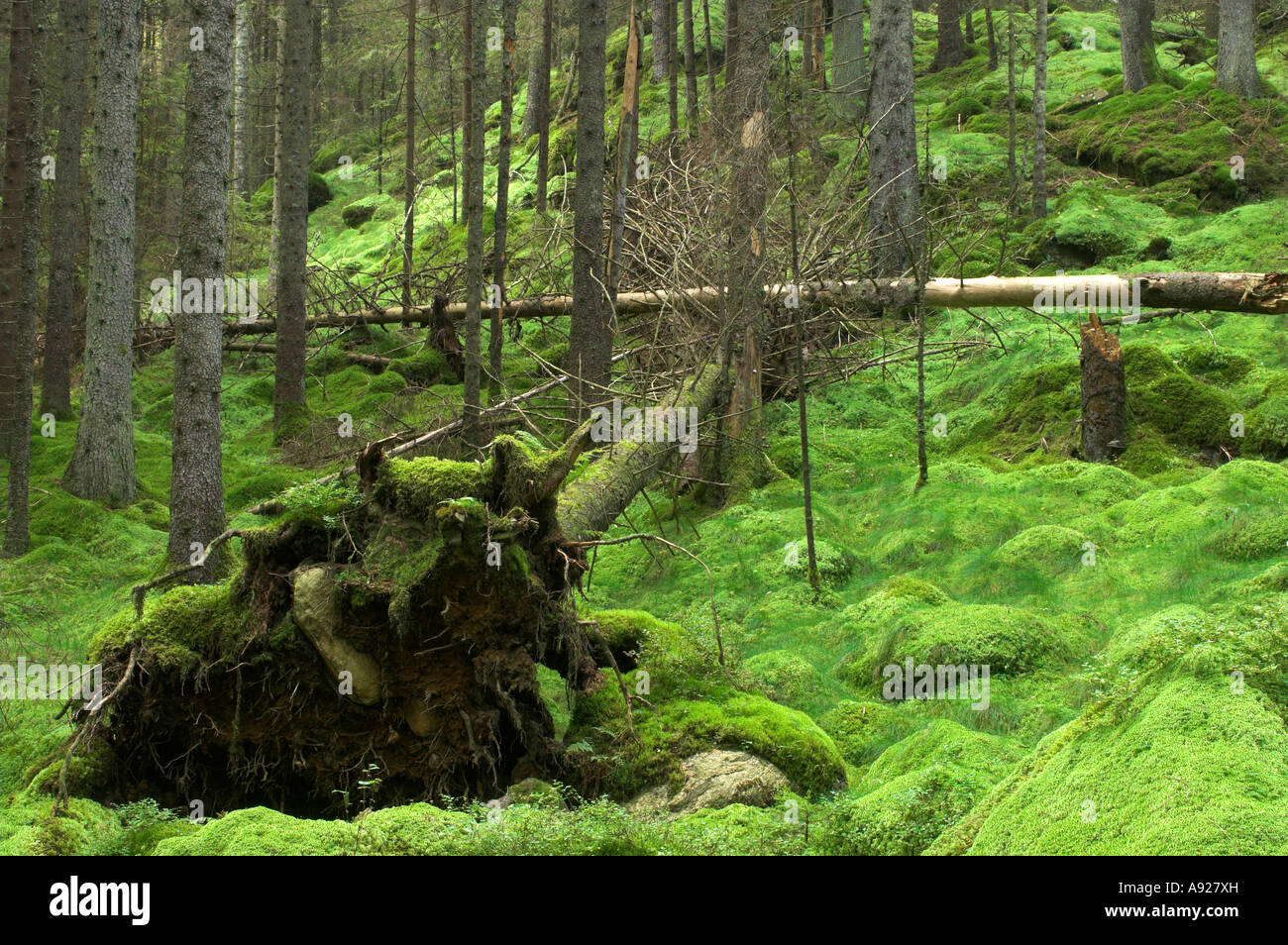 Tree trunk lush moss hi-res stock photography and images - Alamy