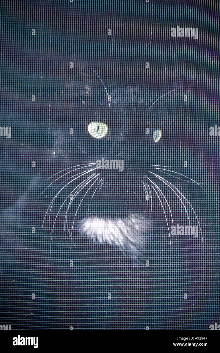 black cat in screen window, long whiskers Stock Photo - Alamy