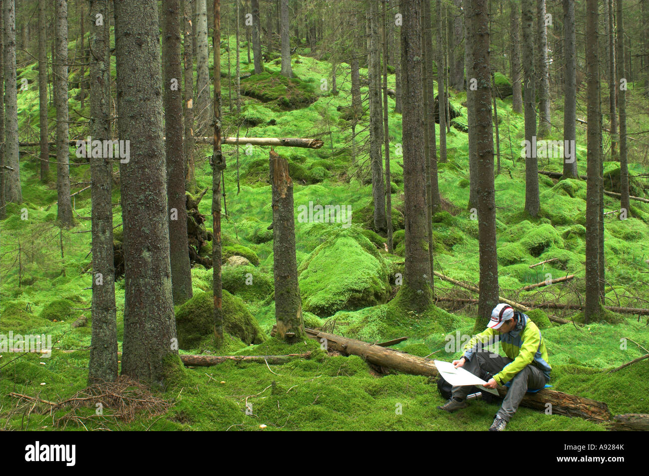 Man reading map inside old forest. Sweden Stock Photo - Alamy