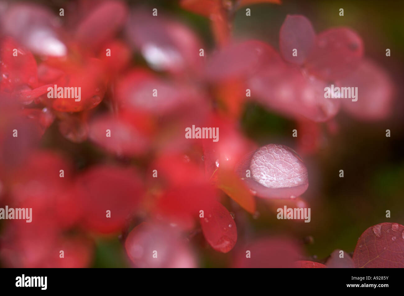Drop of water on blueberry sprigs Stock Photo - Alamy