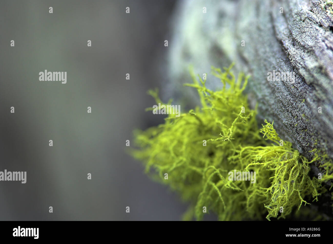 Vulpina hi-res stock photography and images - Alamy