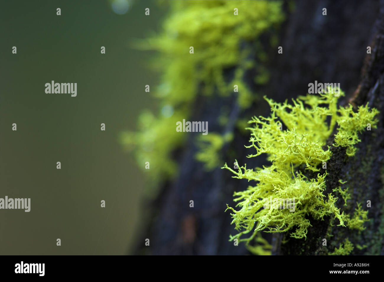 Letharia vulpina hi-res stock photography and images - Alamy