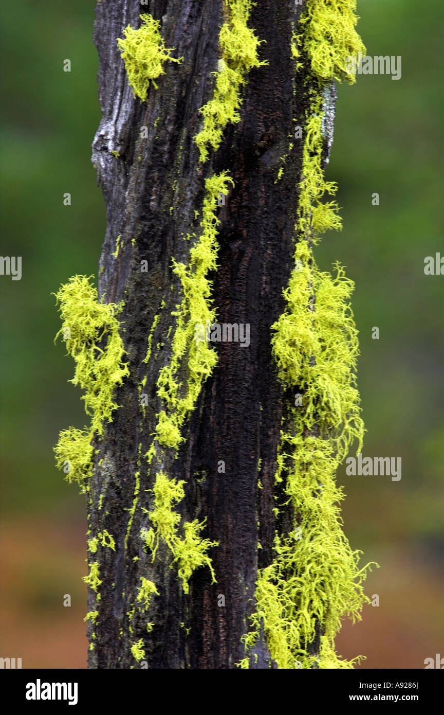 Vulpina hi-res stock photography and images - Alamy
