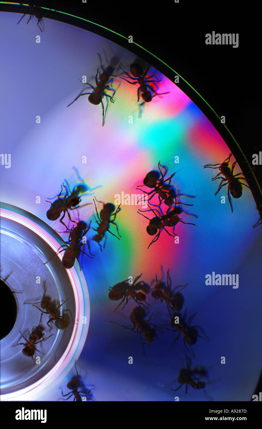 WOOD ANTS CRAWLING OVER DVD DISC. MEANT TO REPRESENT SCIENCE INDUSTRY ...