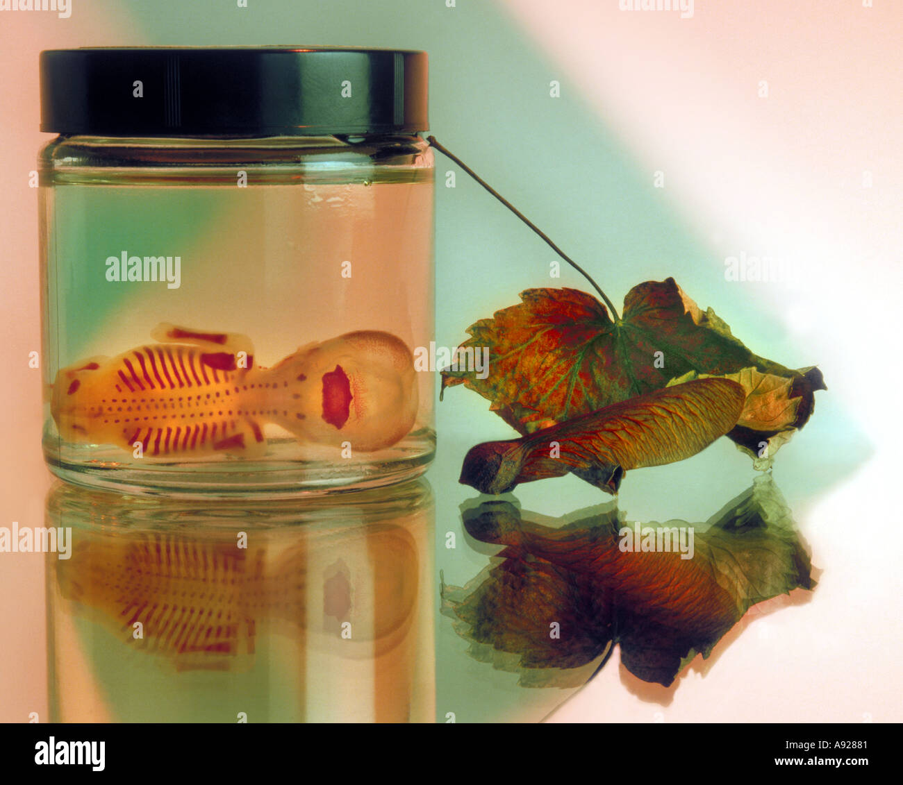 Specimen jar hi-res stock photography and images - Alamy