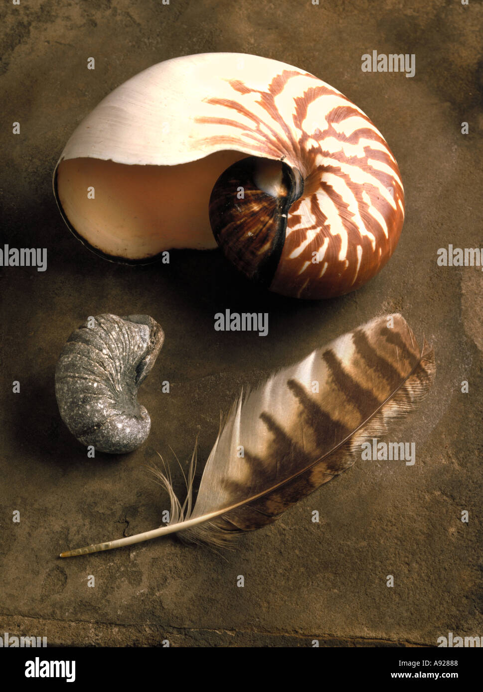 Nautilus Shell, fossil and feather still life. Meant to represent ...