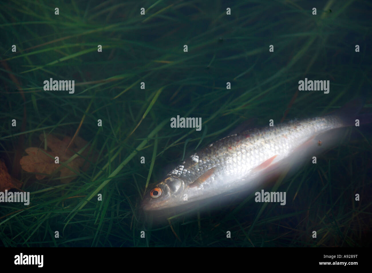 Dead fish washed ashore Stock Photo - Alamy